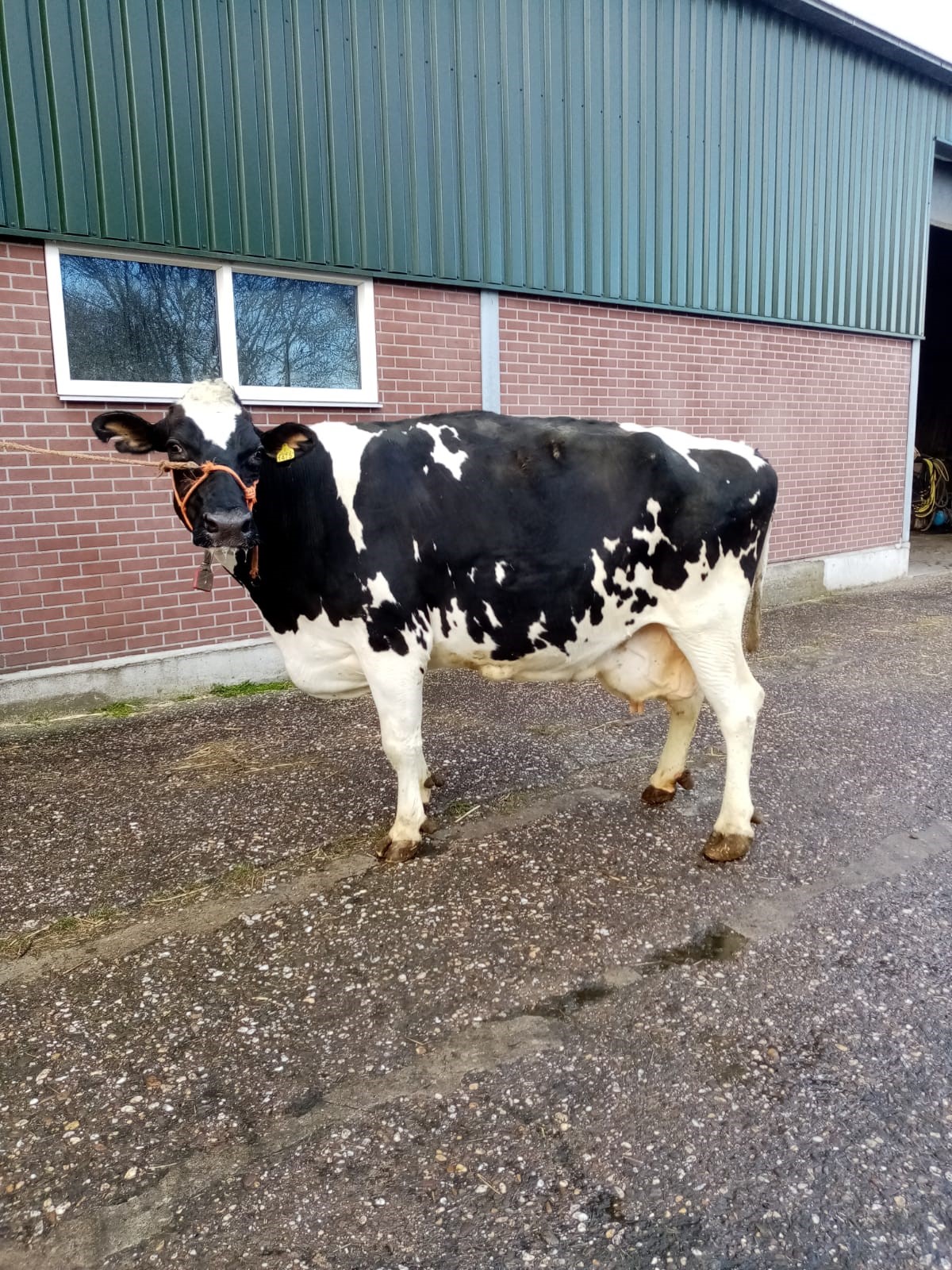 BLESKE 552 - Melkcontrole Vereniging Nijland