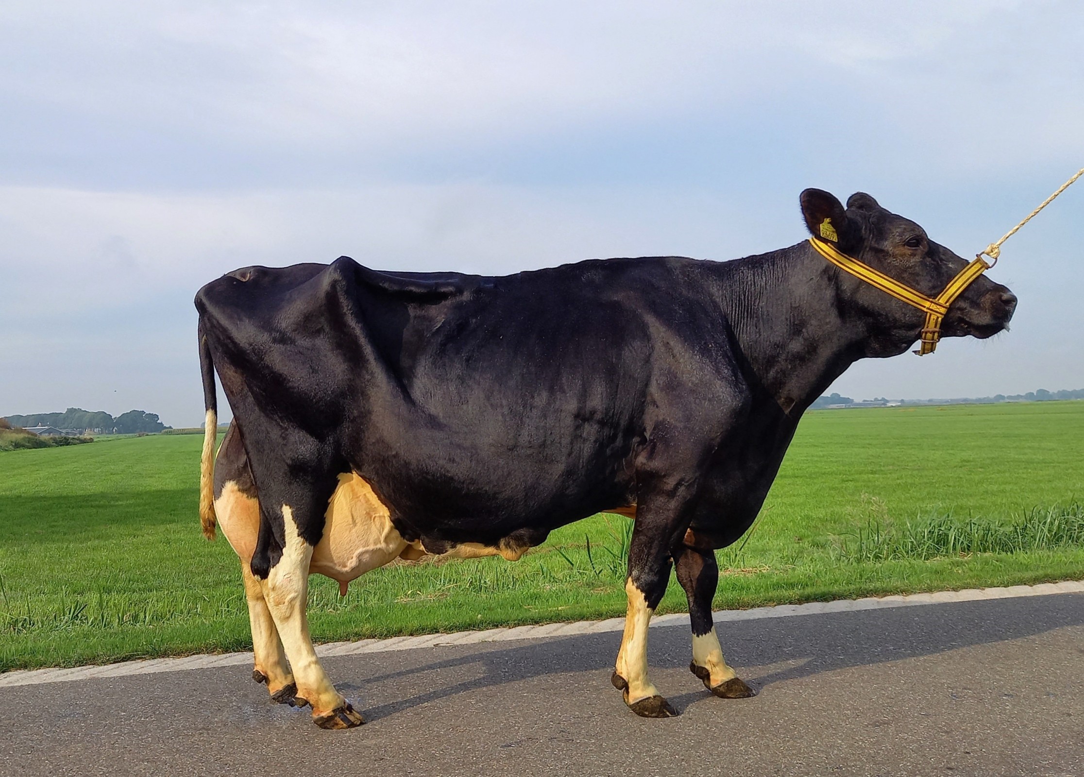 WIETSKE 399 - Melkcontrole Vereniging Nijland