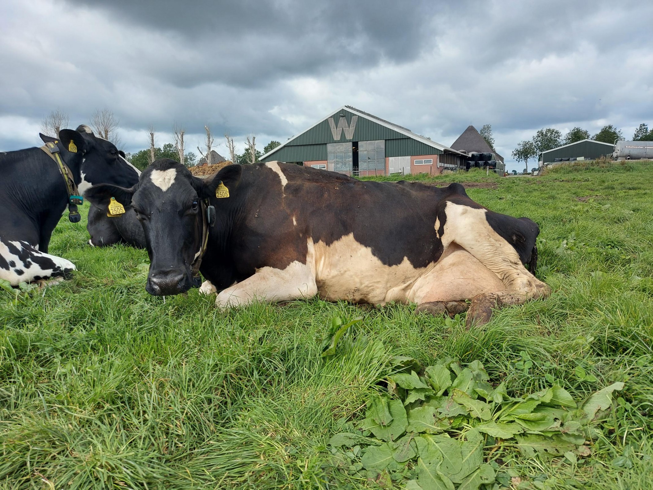 JAKE HOLSTEIN PIETJE 597 - Melkcontrole Vereniging Nijland