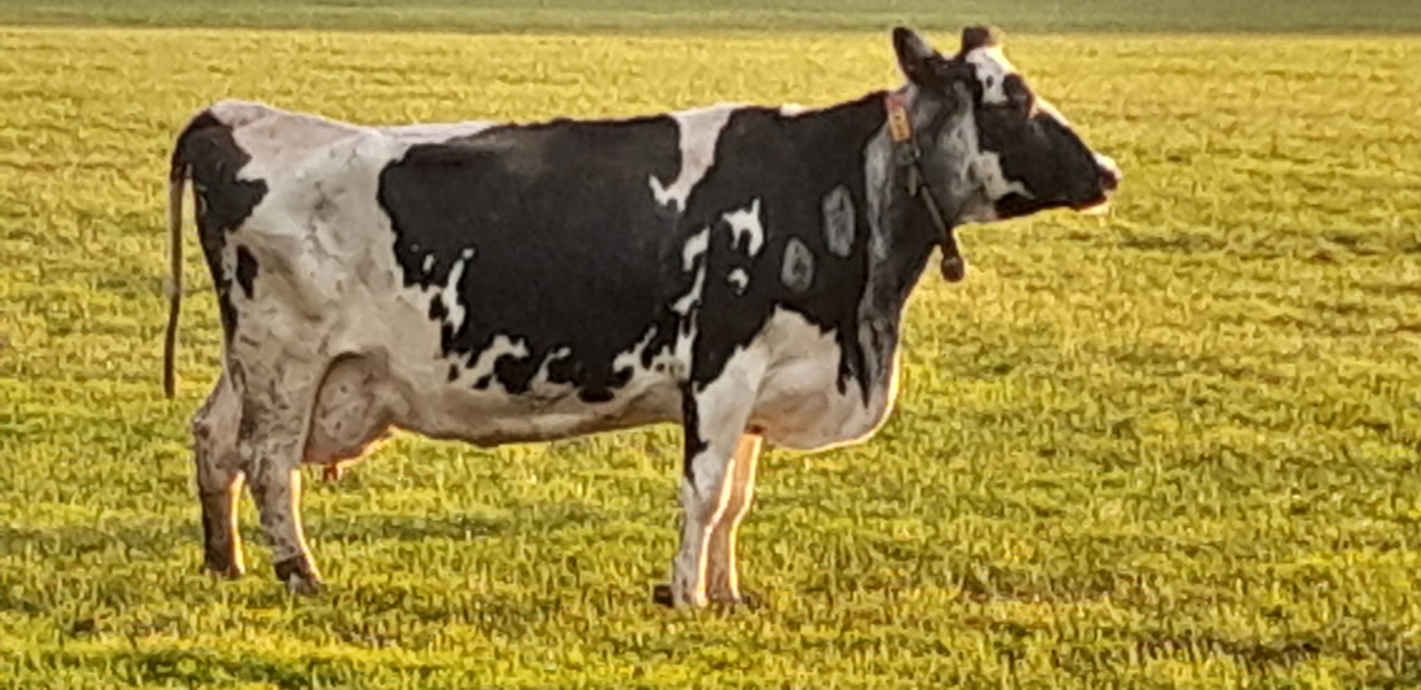 ANNEKE 2 - Melkcontrole Vereniging Nijland