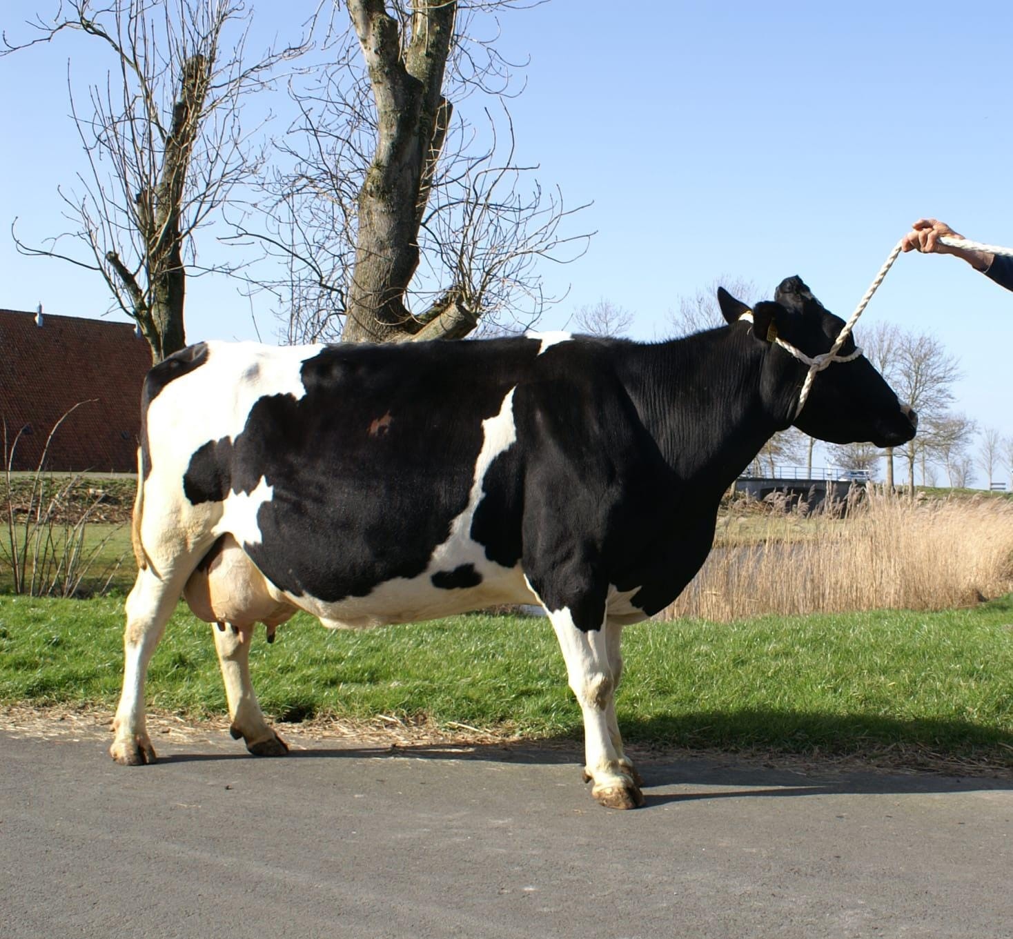 JITSKE 9568 - Melkcontrole Vereniging Nijland