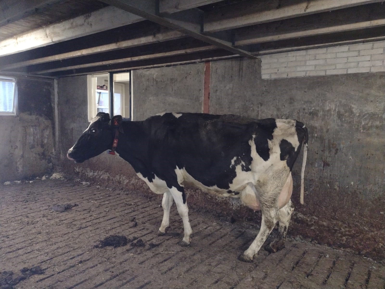 DEBORHA - Melkcontrole Vereniging Nijland