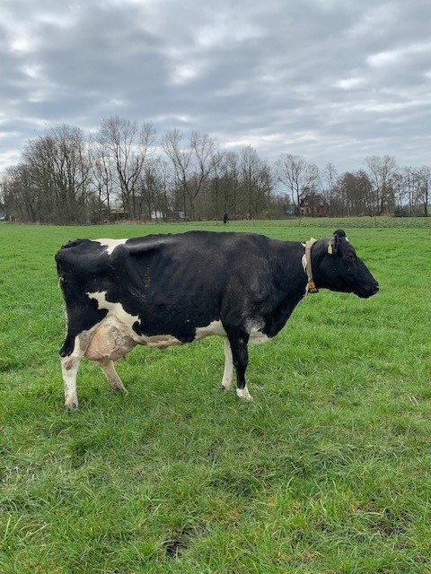 Anna 39 - Melkcontrole Vereniging Nijland